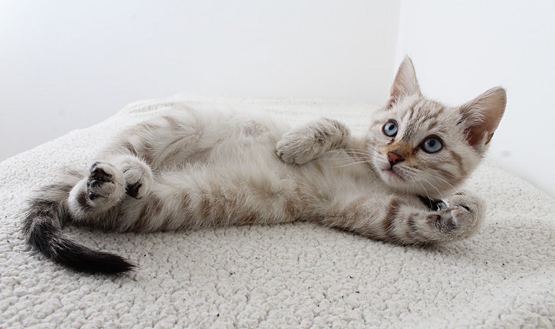 OCBC - Kenali Jenis-Jenis Kucing yang Populer di Indonesia & Tips ...